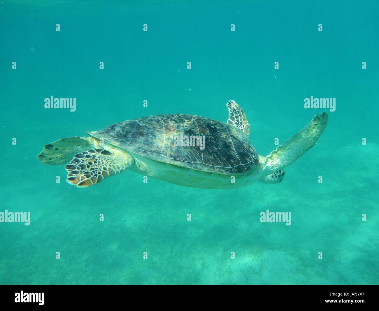 floating turtle in the red sea Stock Photo - Alamy