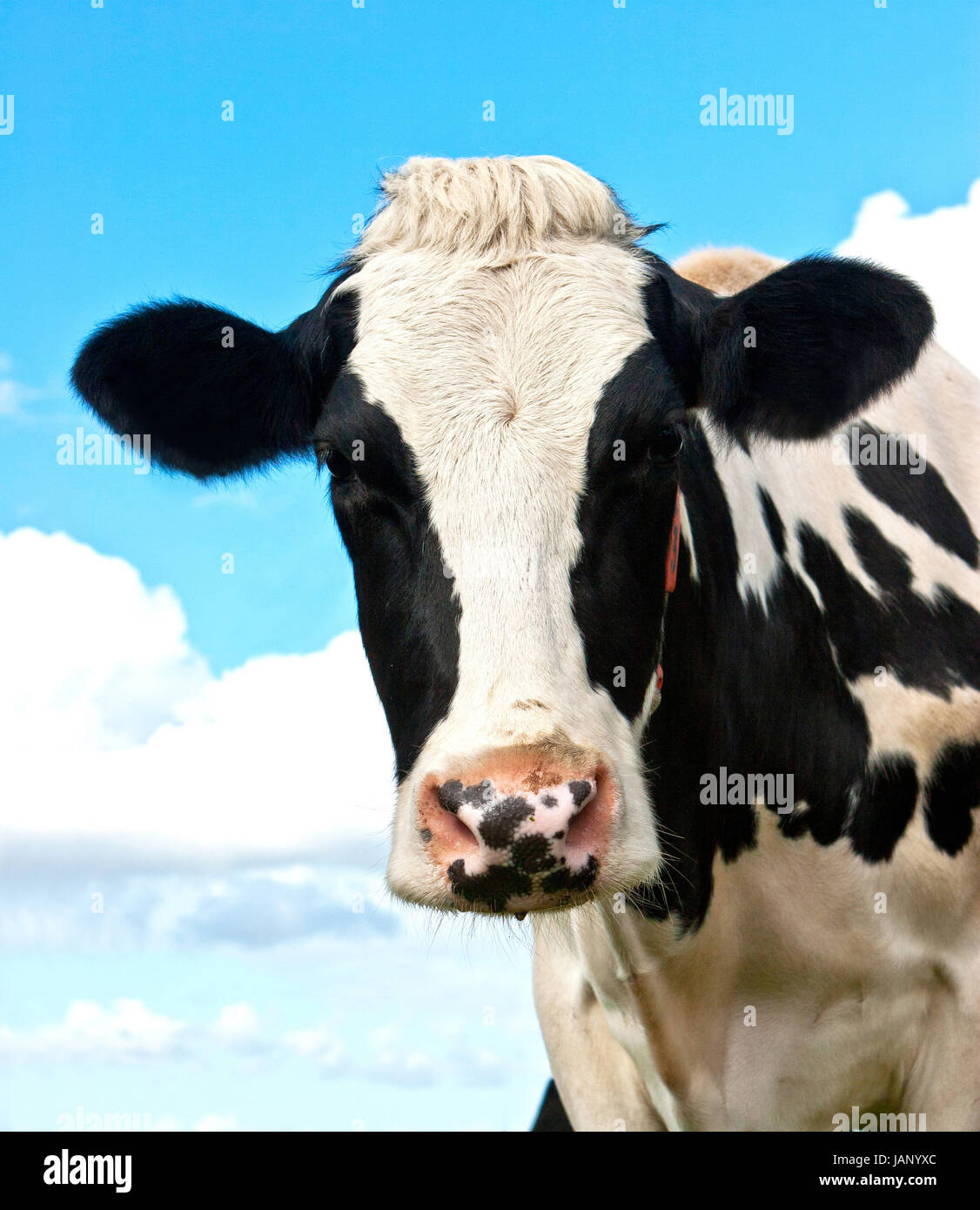 Holstein Cow in a grassland in northern of Germany Stock Photo - Alamy
