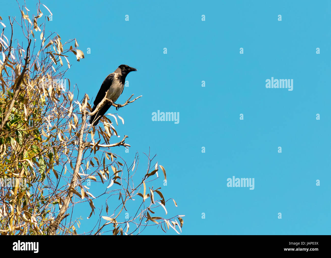 grey crow on a branch Stock Photo - Alamy