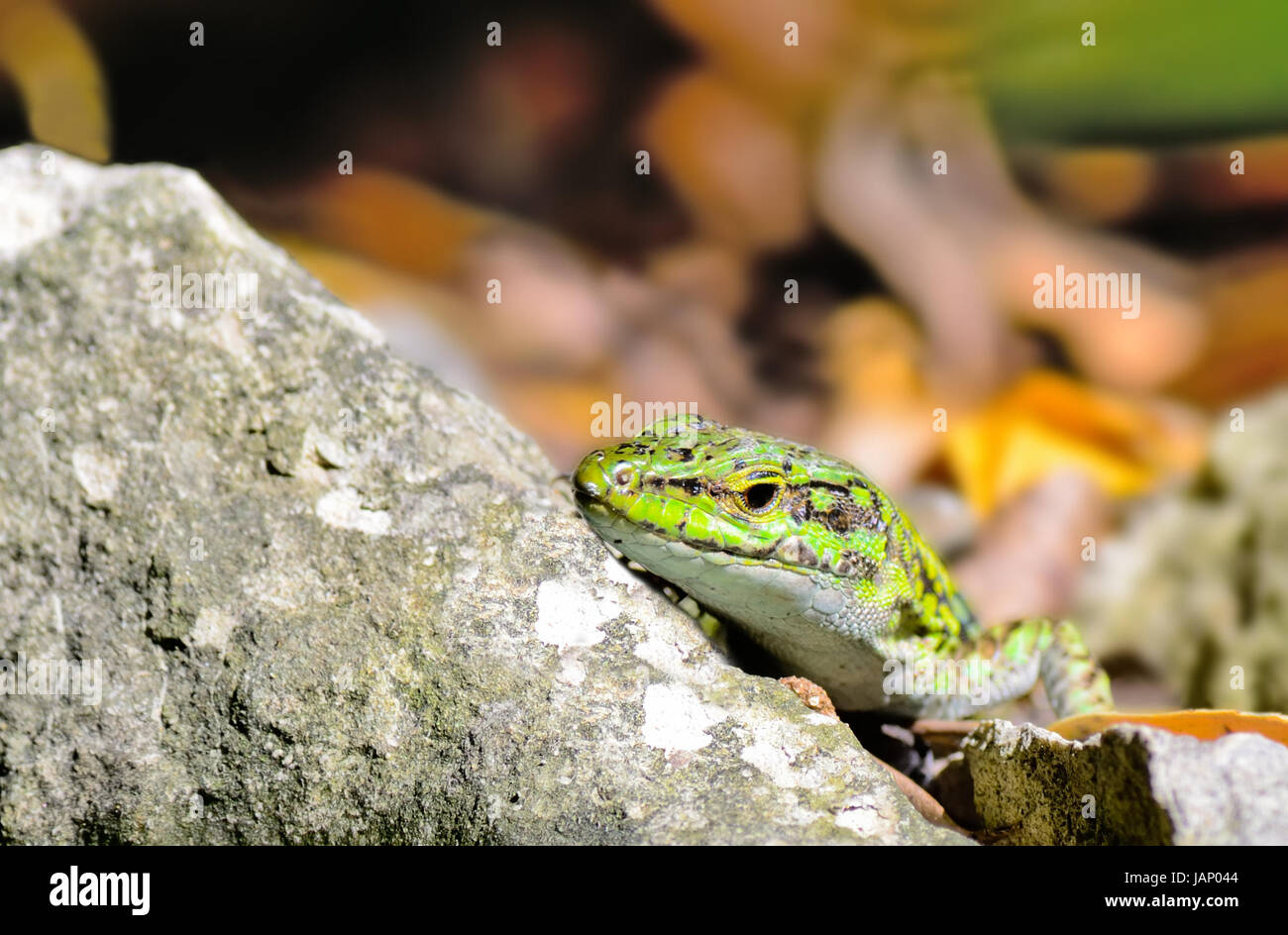 closeup view of a lizard on a rock Stock Photo - Alamy