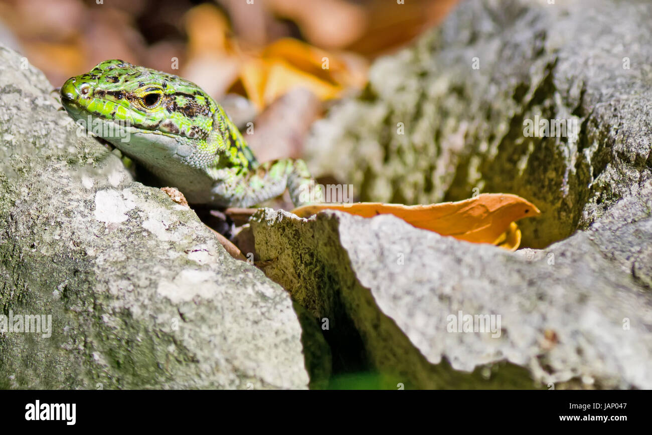 closeup view of a lizard on a rock Stock Photo - Alamy