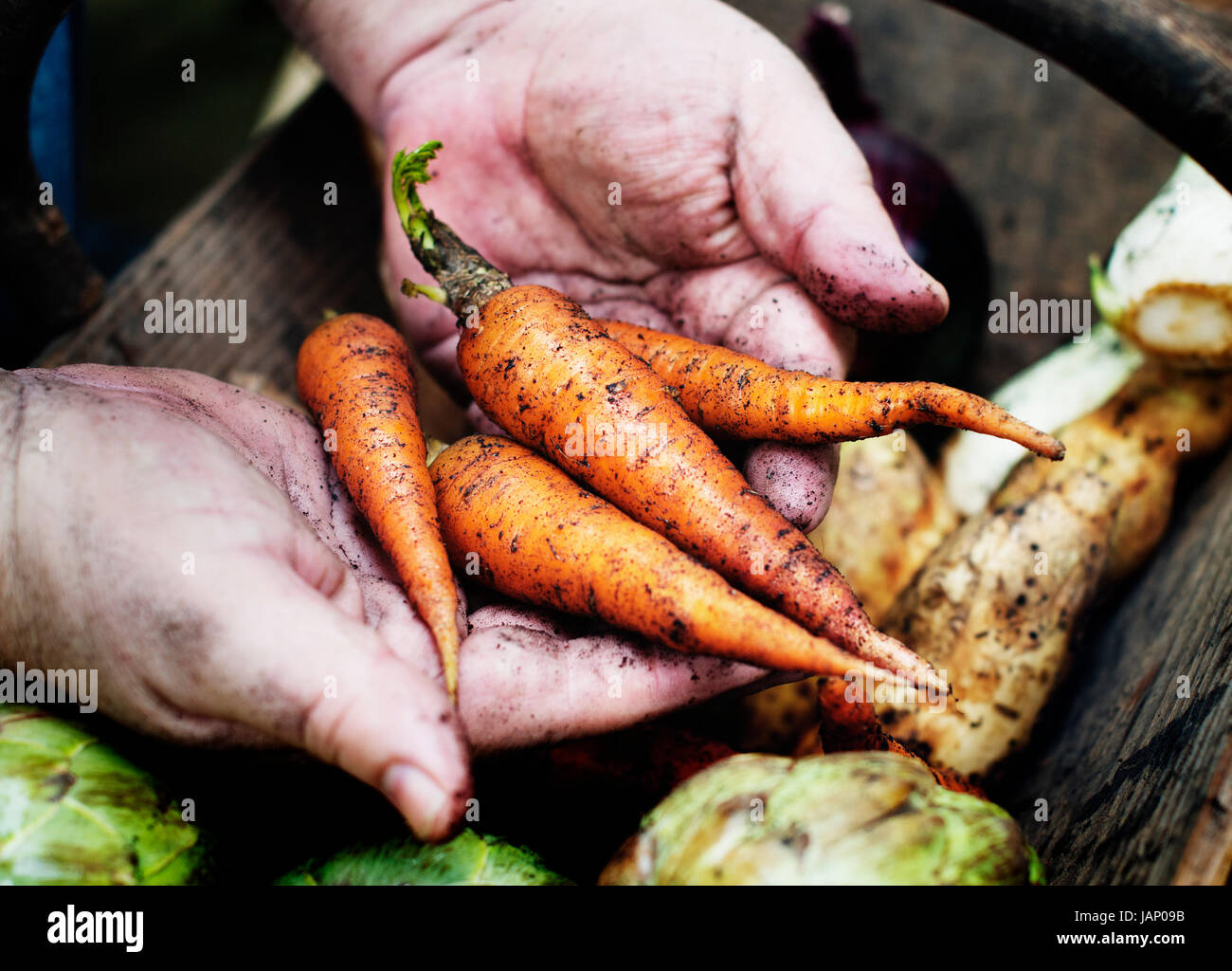 Hand holding carrots hi-res stock photography and images - Alamy