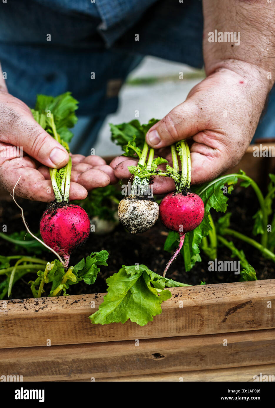 Closeup of hand holding beets Stock Photo - Alamy