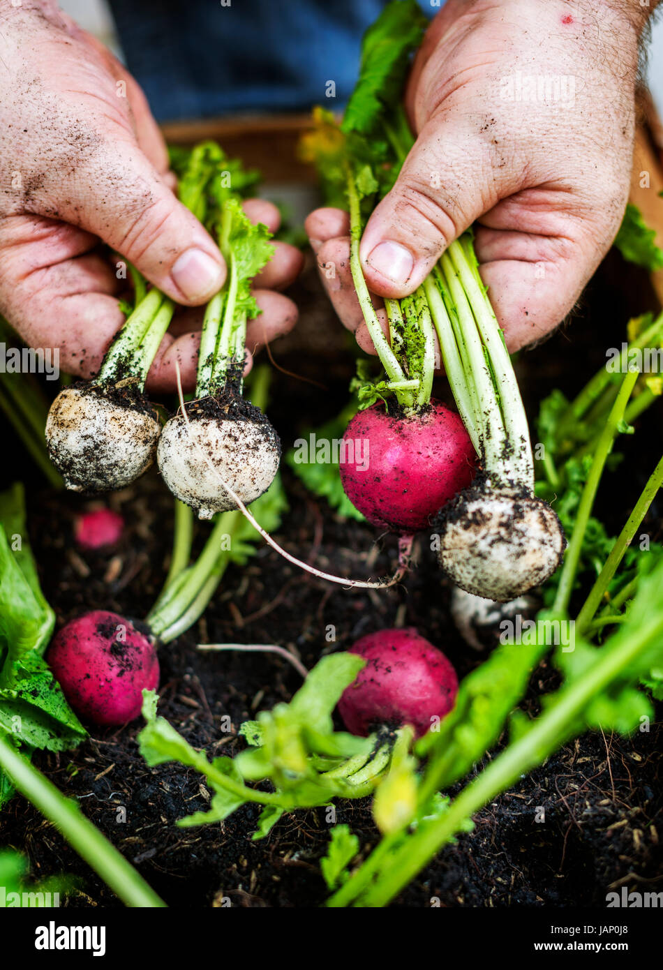 Farmer holding fresh beets hi-res stock photography and images - Alamy