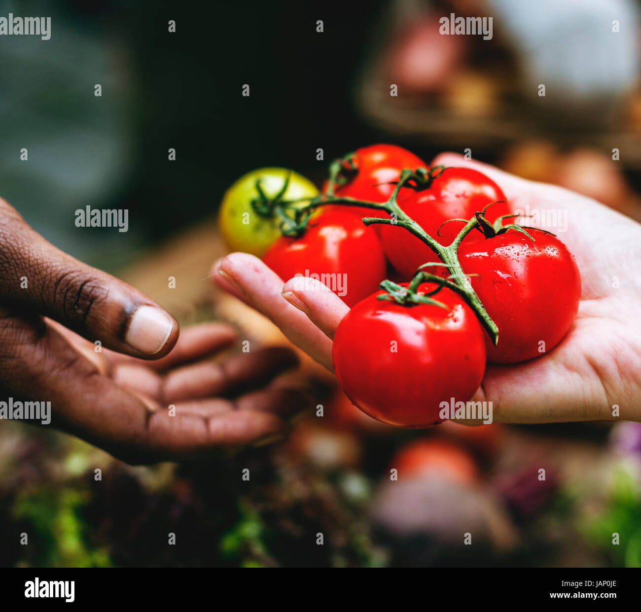 Closeup of hand holding tomato Stock Photo - Alamy