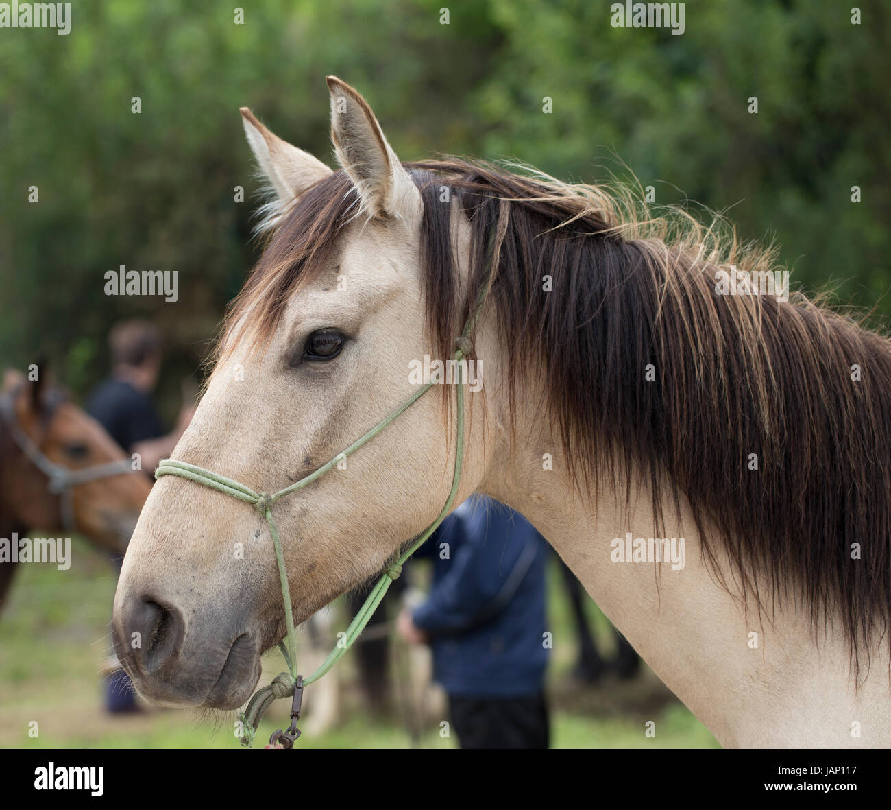 Yellowish white horse Stock Photo - Alamy
