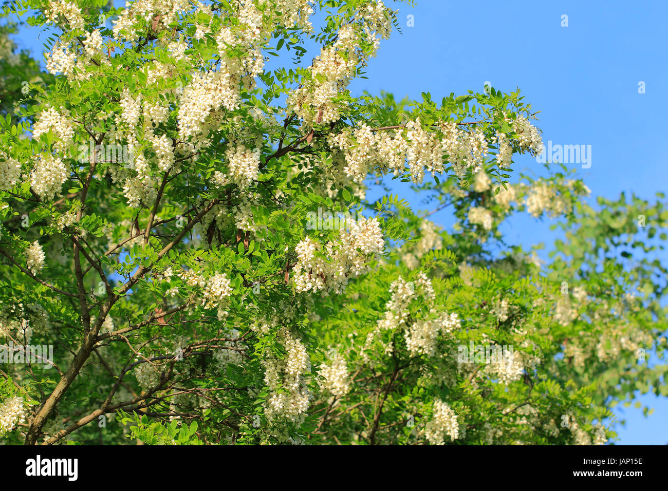 Bllüten einer Robinie (Robinia pseudoacacia) im Früsommer Stock Photo ...
