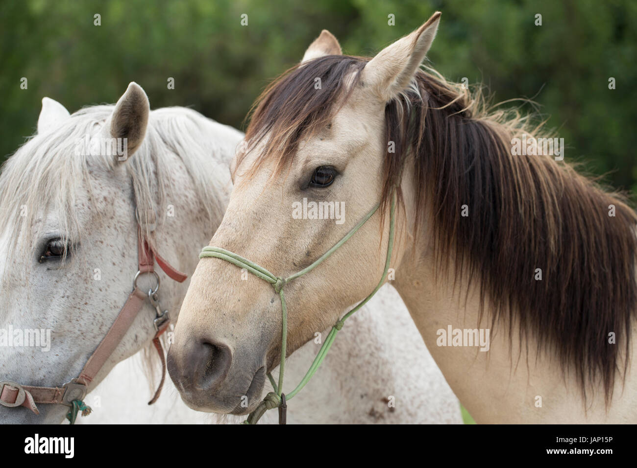 Yellowish grass hi-res stock photography and images - Alamy
