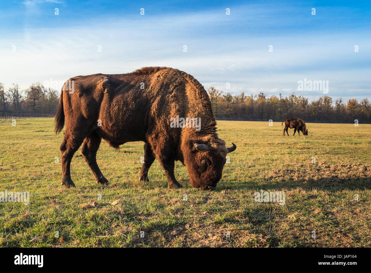 Aurochs on green grass hi-res stock photography and images - Alamy