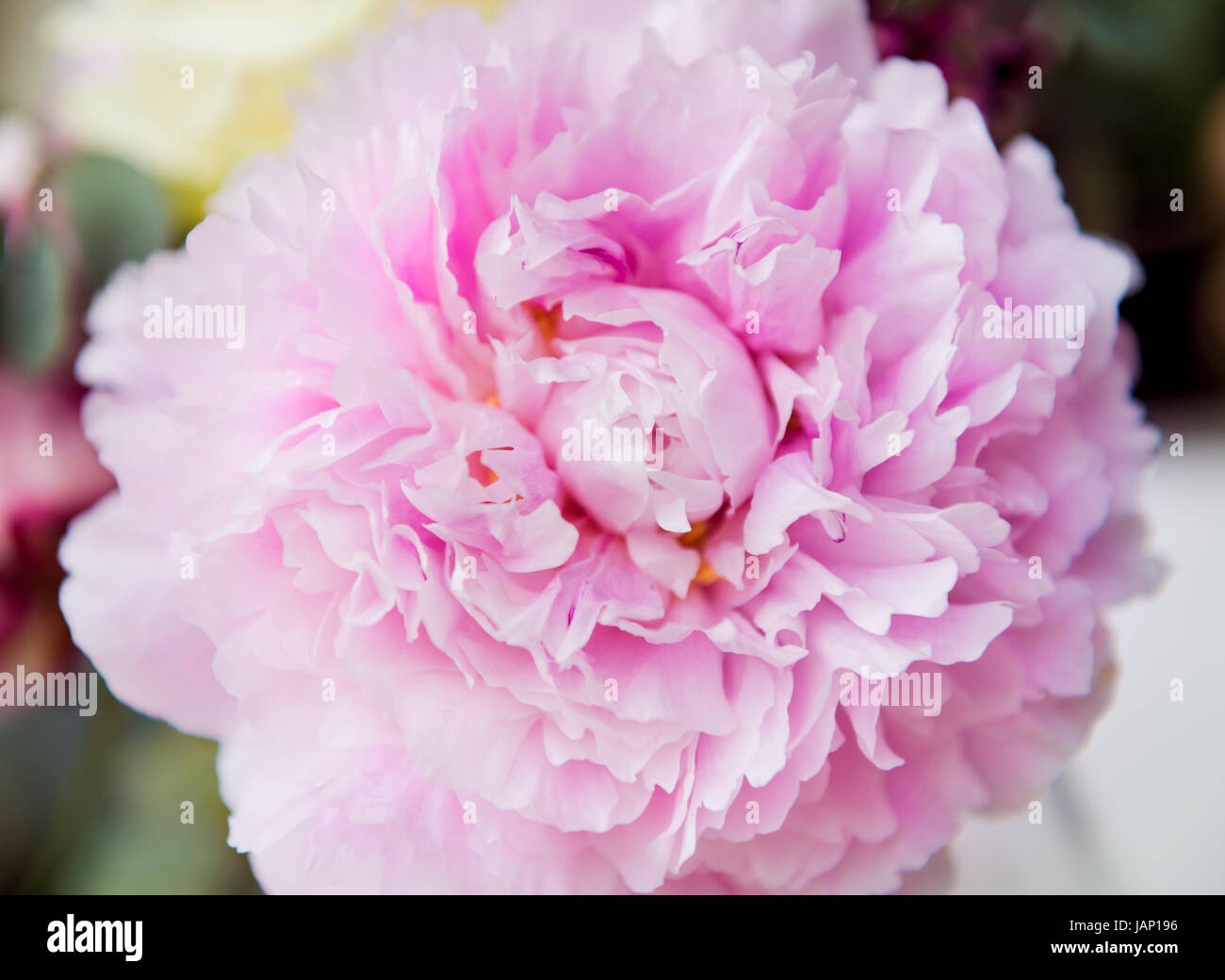 Fresh carnation hi-res stock photography and images - Alamy
