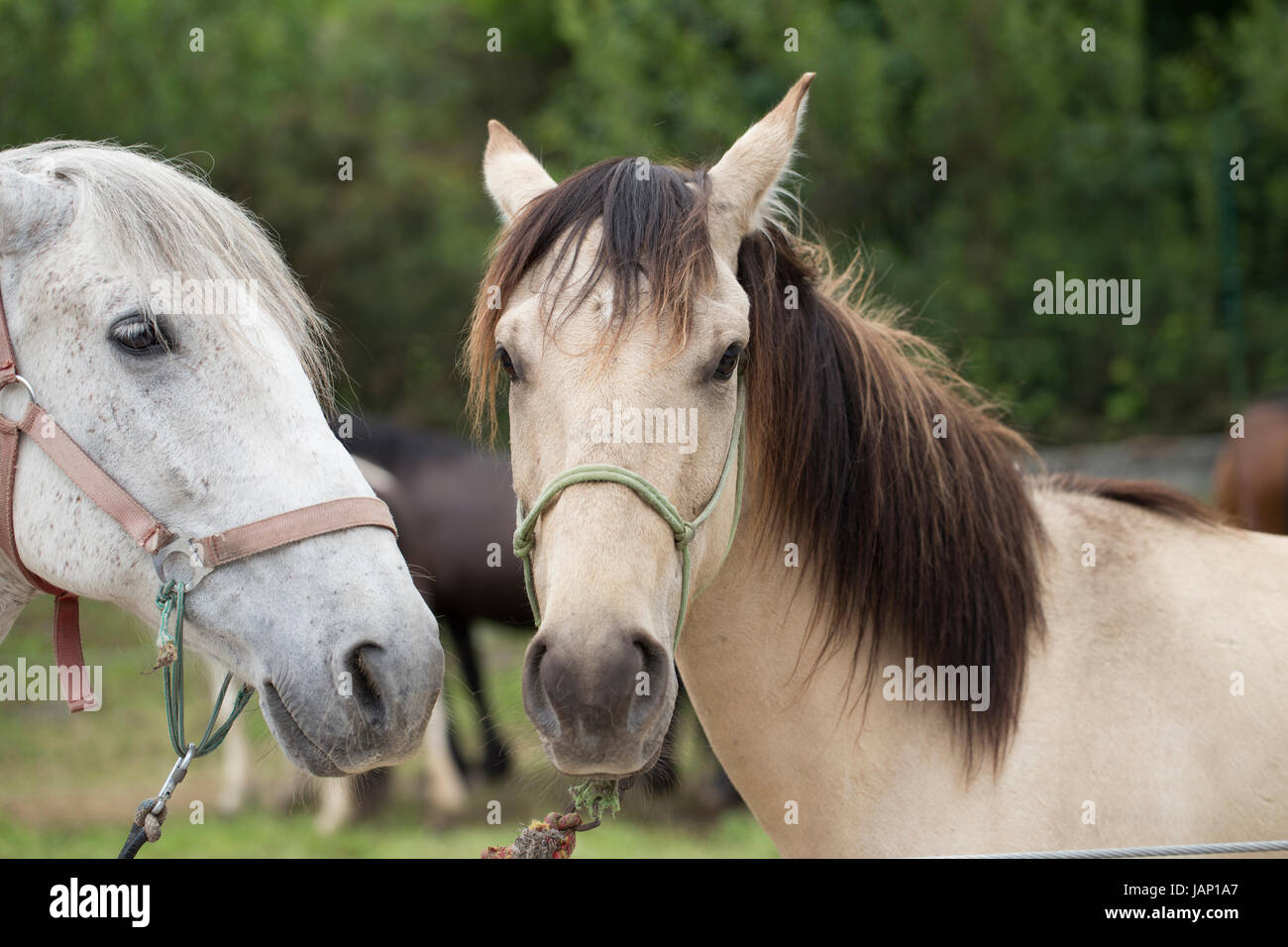 Yellowish white horse Stock Photo - Alamy
