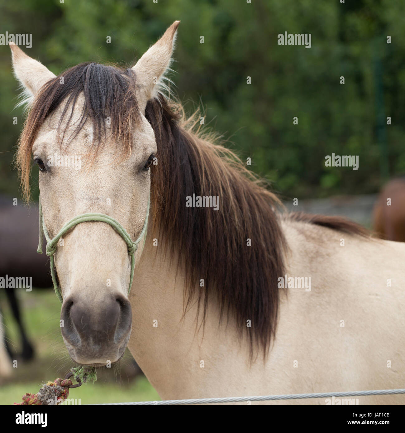Yellowish white horse Stock Photo - Alamy