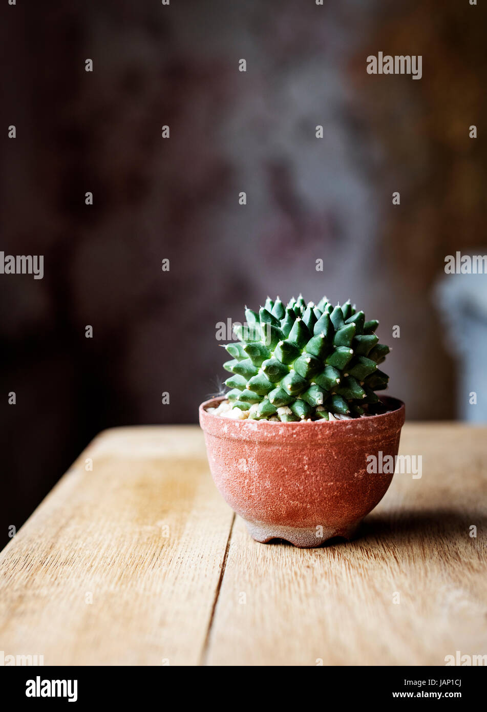 Real Cactus High Resolution Stock Photography and Images - Alamy