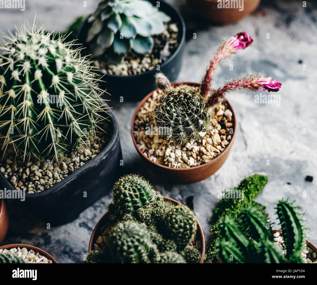 Real cactus hi-res stock photography and images - Alamy