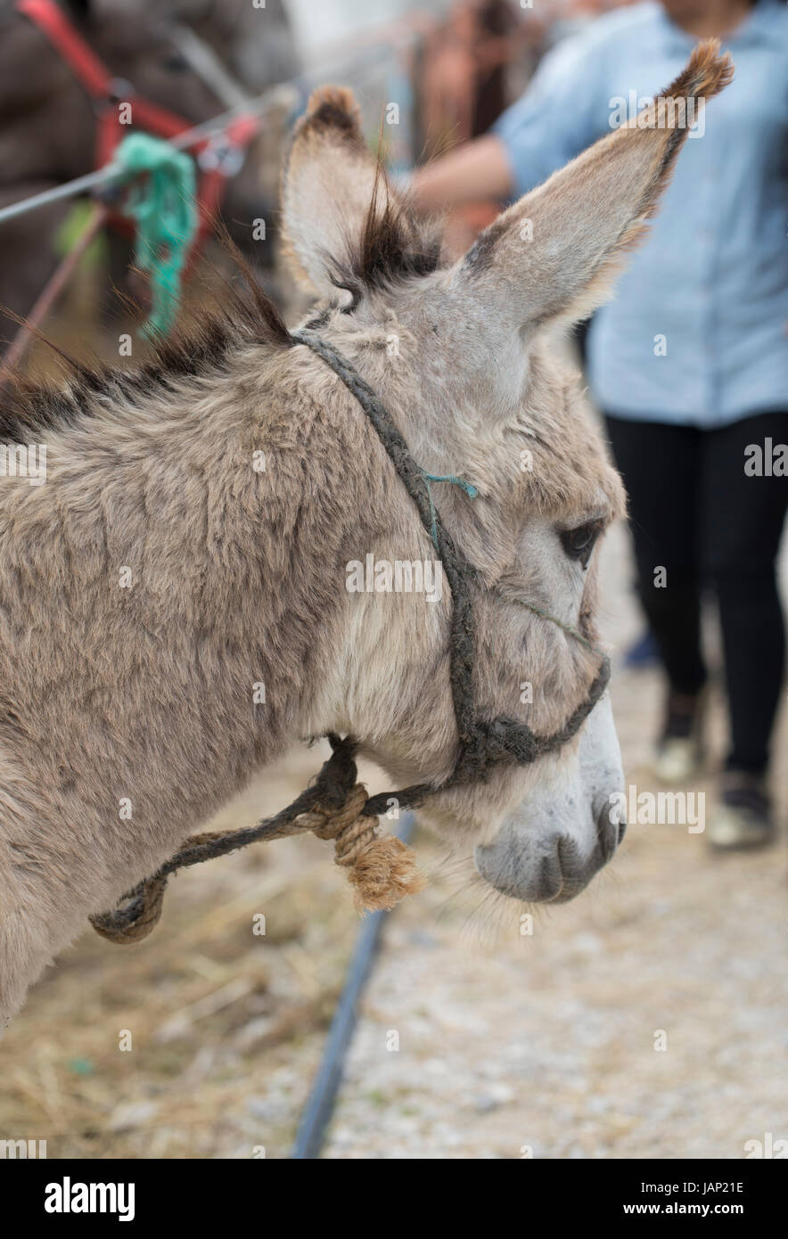 Spain donkey hi-res stock photography and images - Alamy