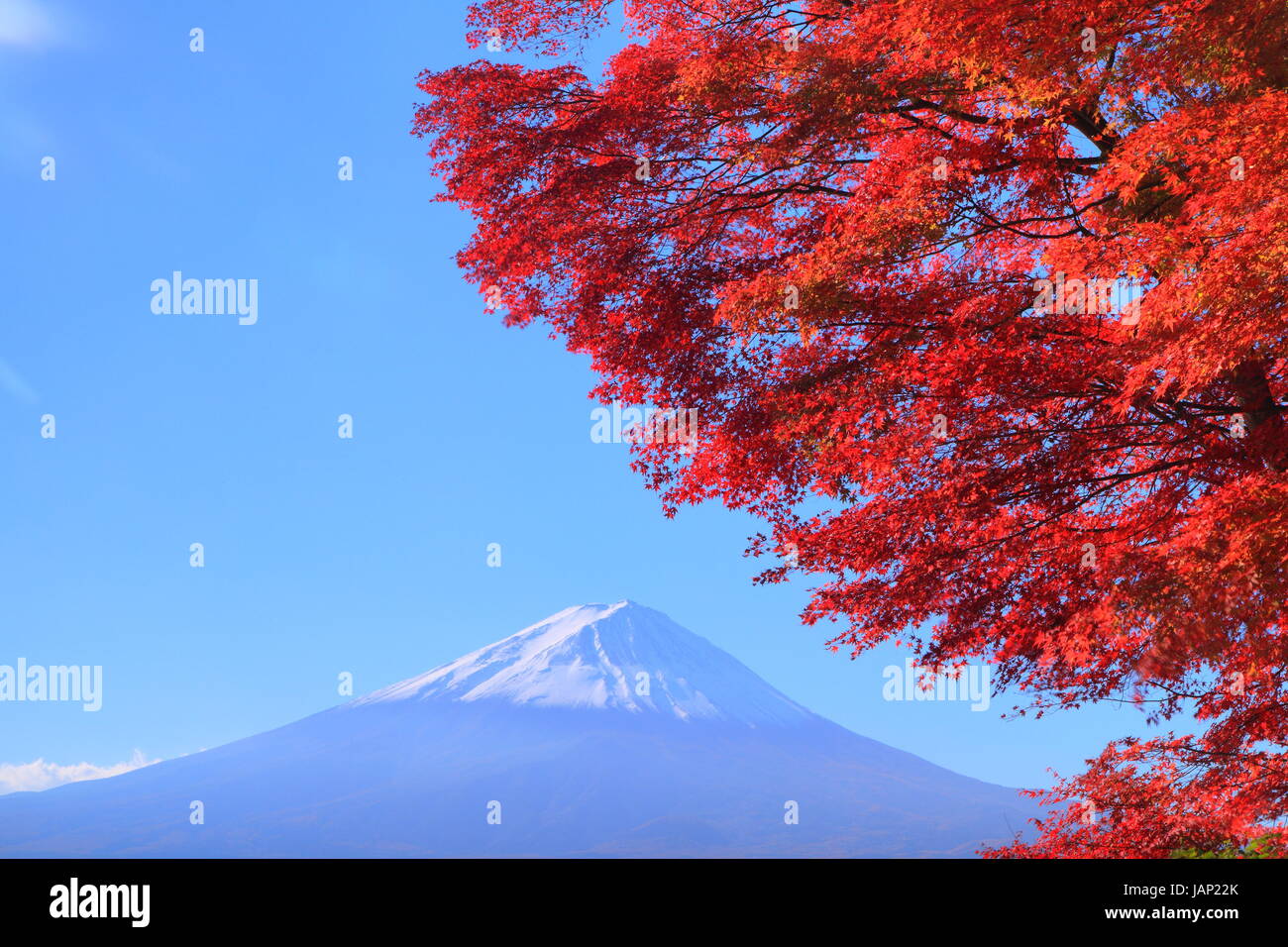 Mt. Fuji with red leaves, Yamanashi, Japan Stock Photo - Alamy