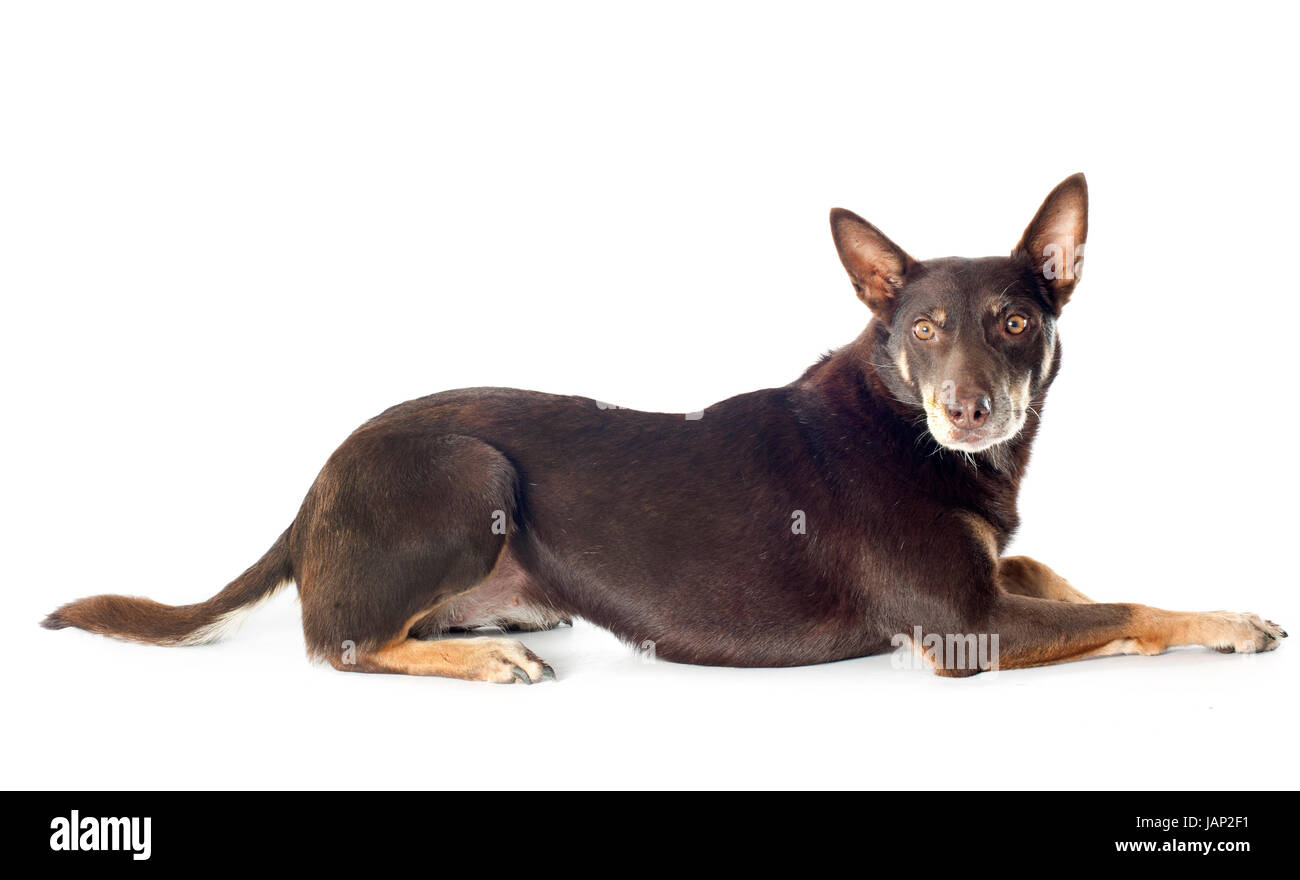 Red Australian Kelpie