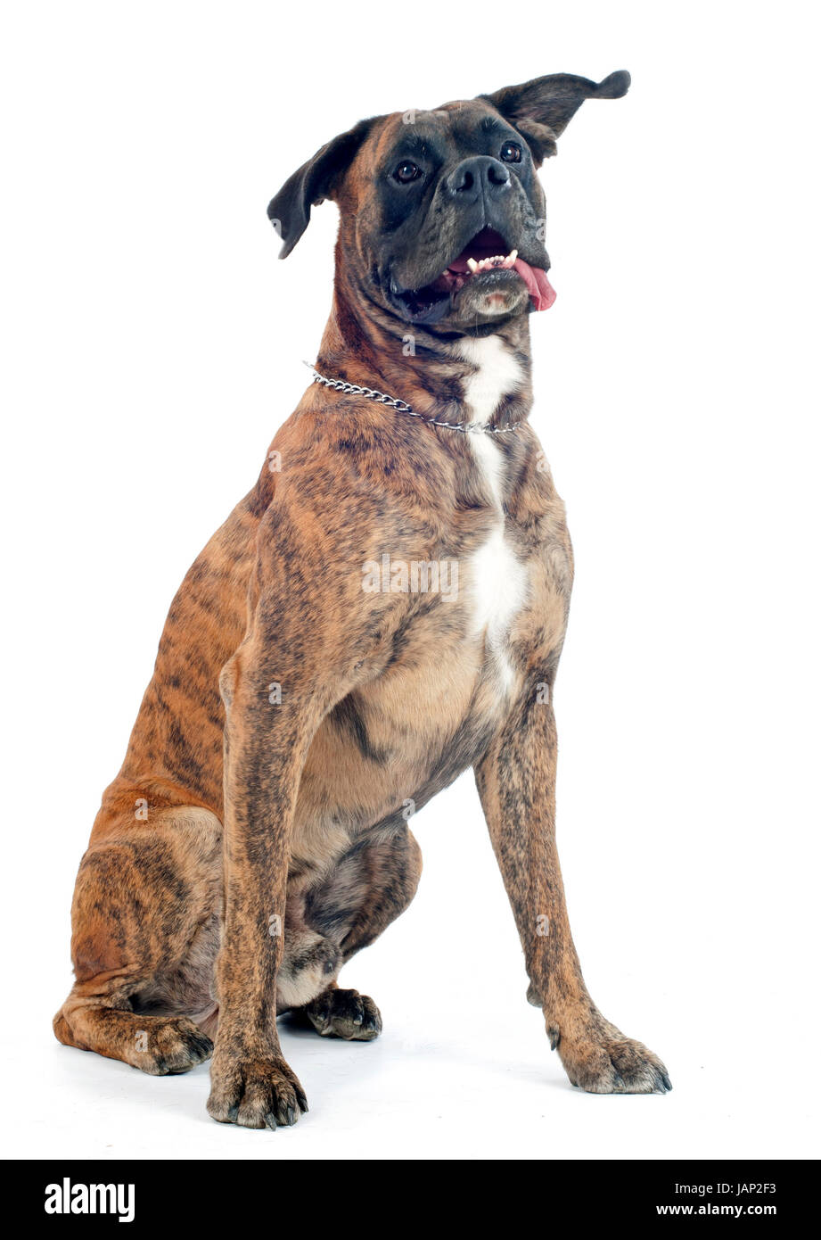 brown boxer in front of a white background Stock Photo - Alamy