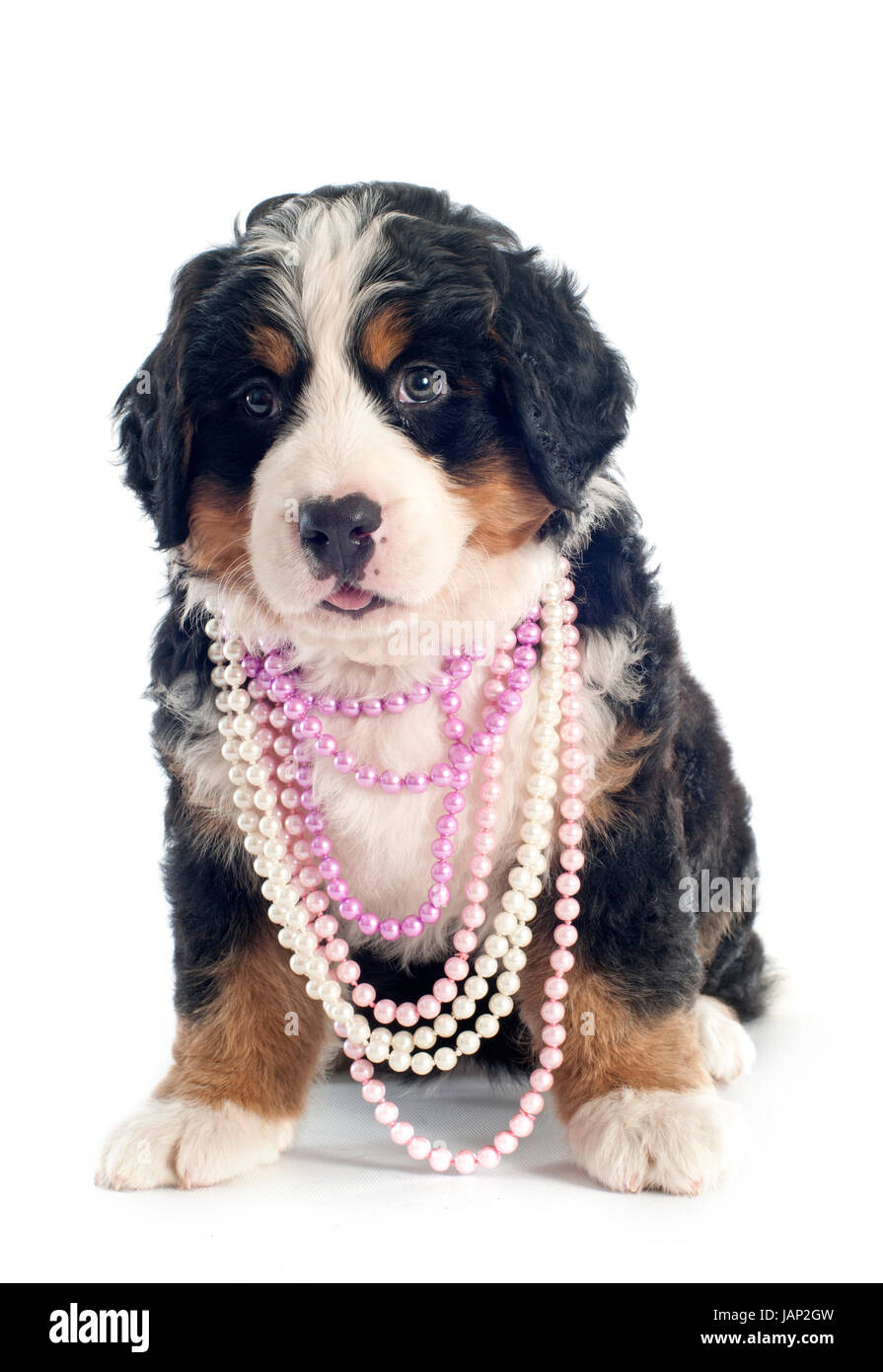 portrait of a purebred bernese mountain dog in front of white ...