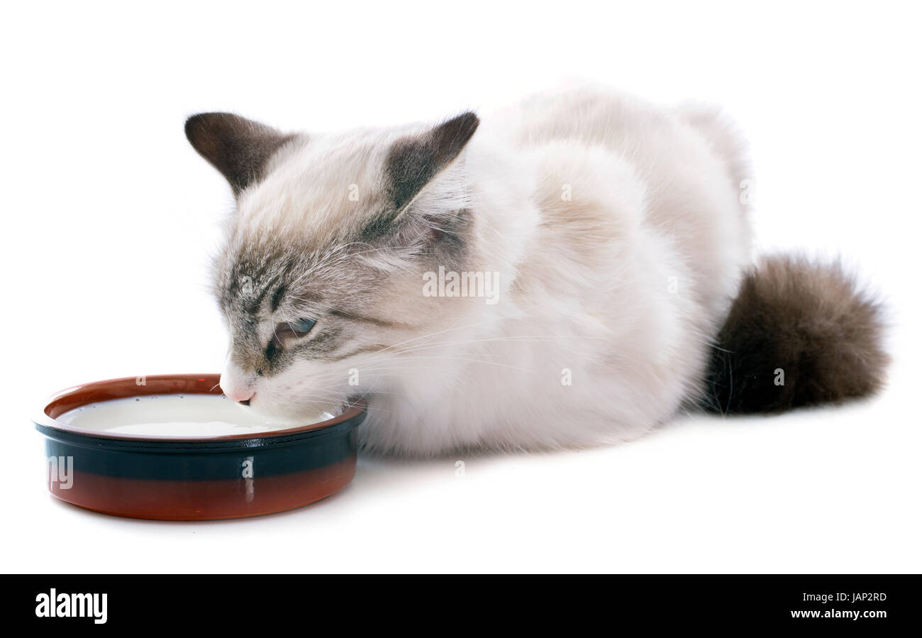Drinking purebred siamese cat hi-res stock photography and images - Alamy