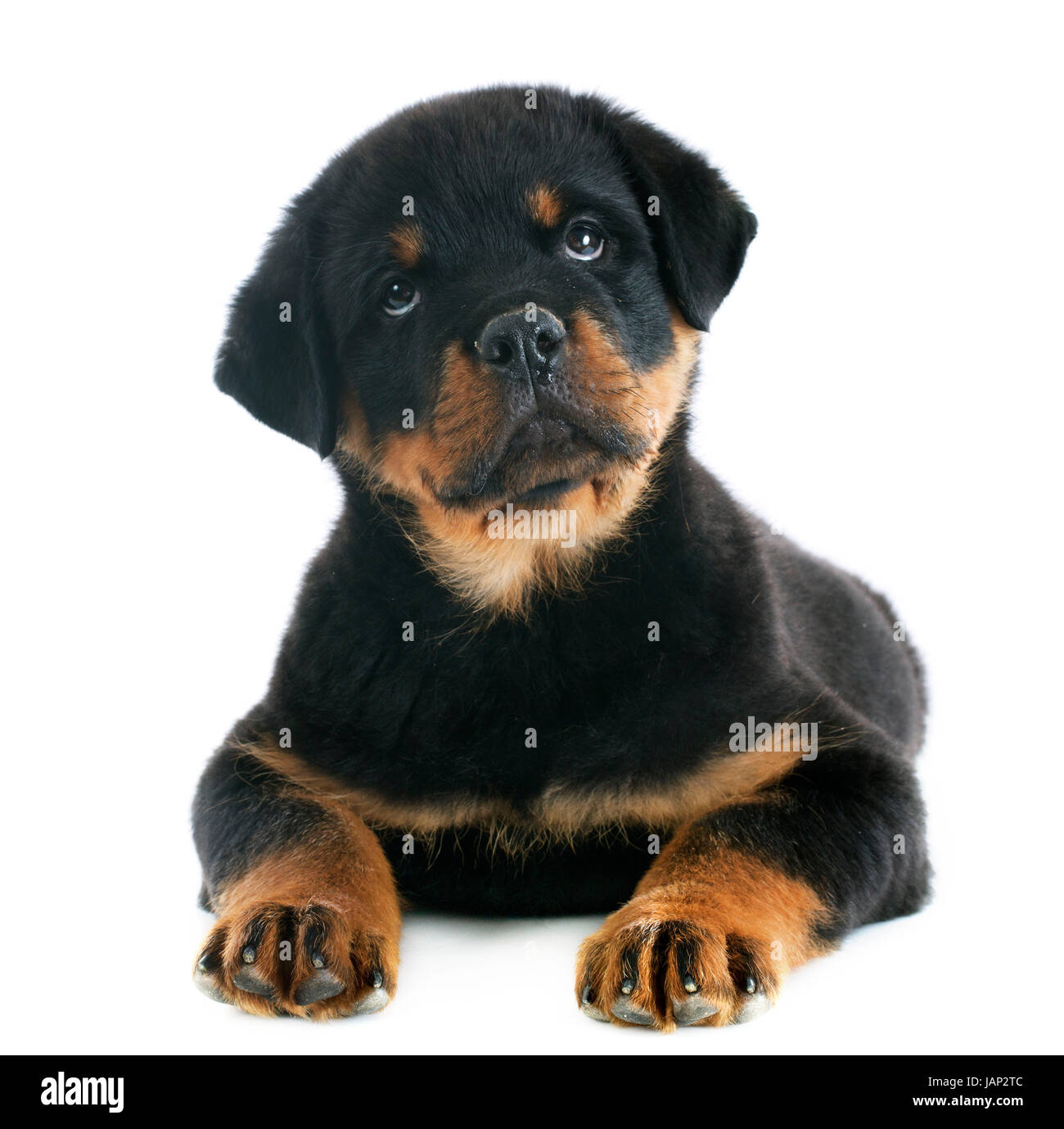 portrait of a purebred puppy rottweiler in front of white background ...