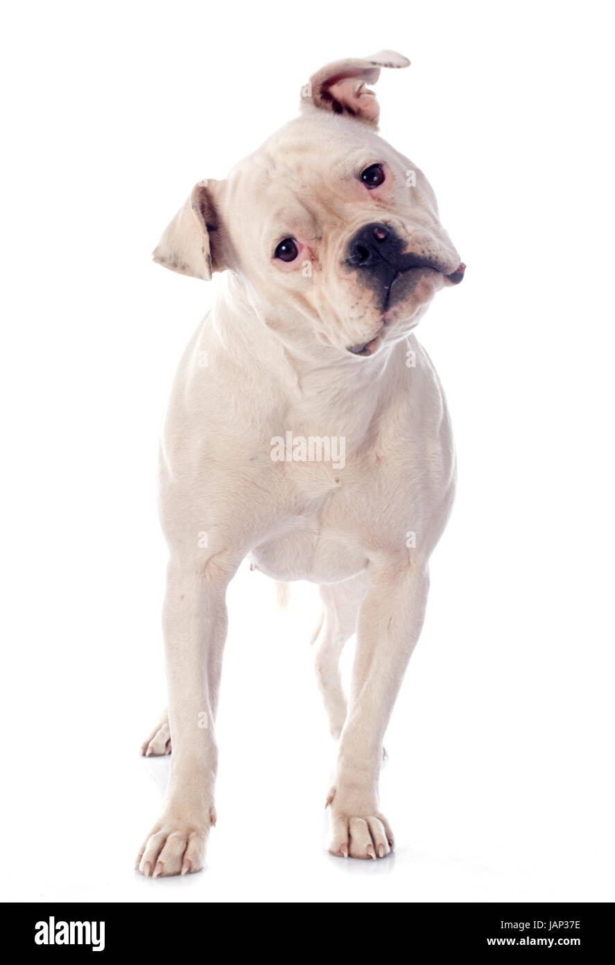 american bulldog in front of white background Stock Photo - Alamy