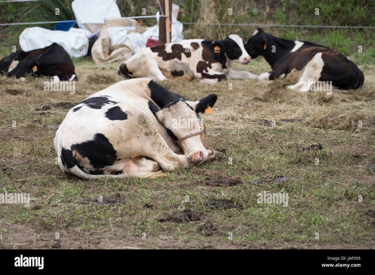 Calf cow animal sleeping hi-res stock photography and images - Alamy