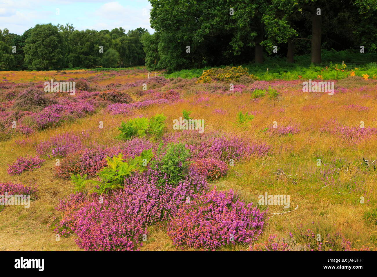 Heather plants, Calluna vulgaris, purple flowers, heathland vegetation ...