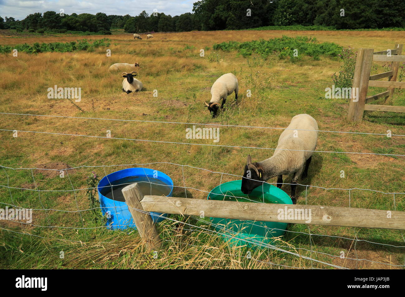 Suffolk Wildlife Trust sheep conservation grazing of heathland, Suffolk ...