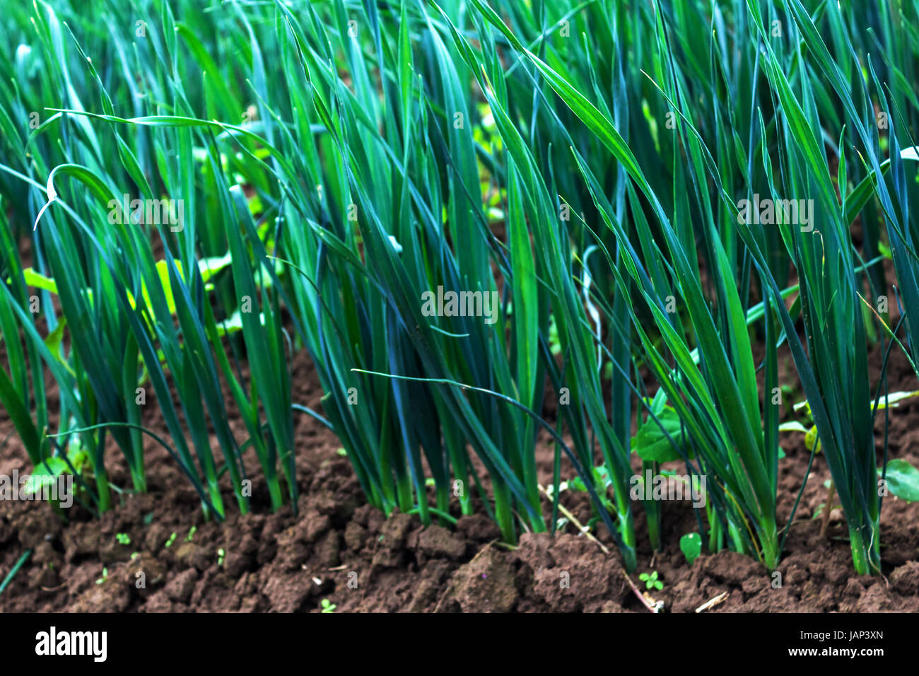 young leek plants in early summer Stock Photo - Alamy