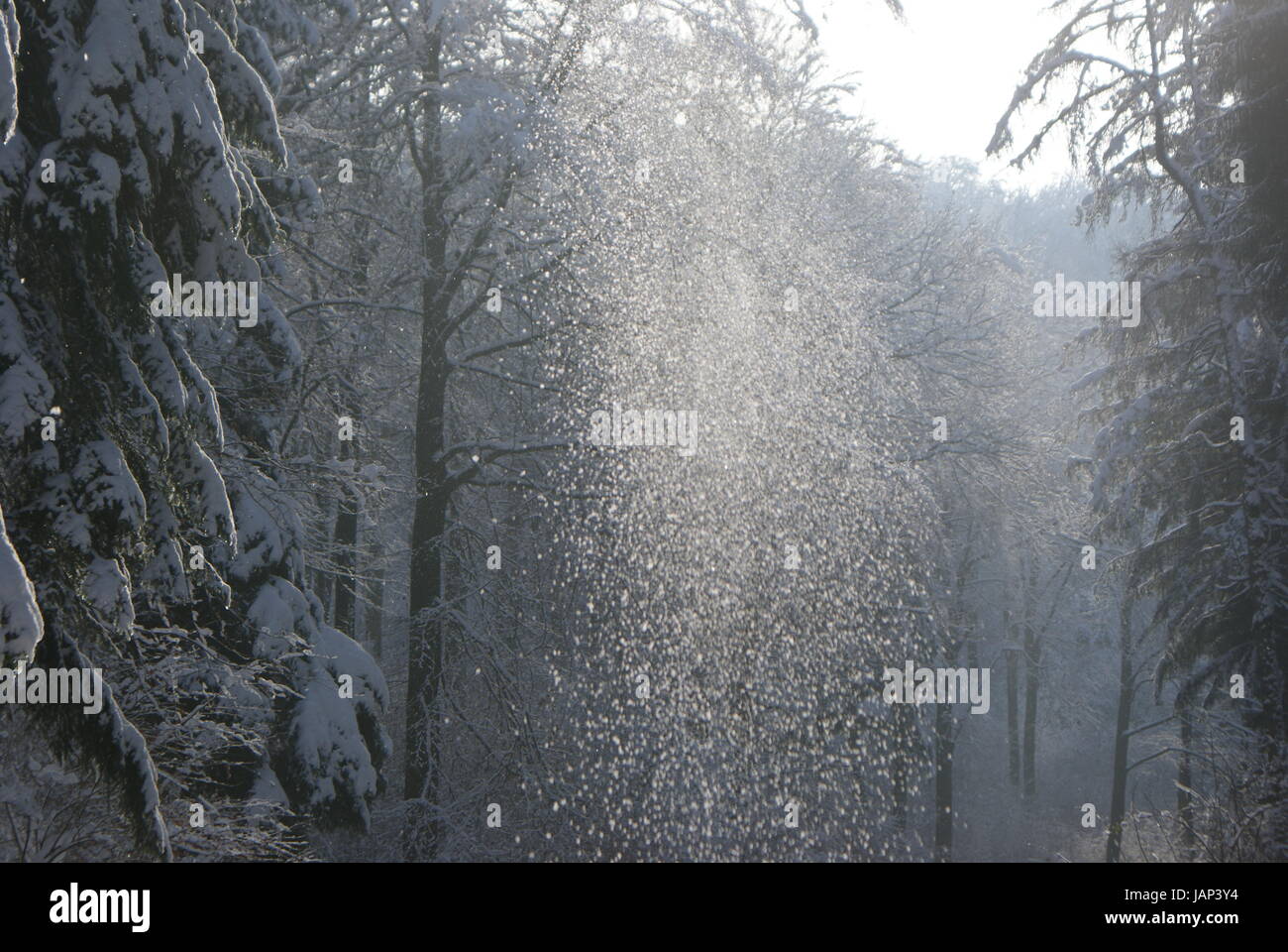 winter in the forest with snow trickling Stock Photo - Alamy