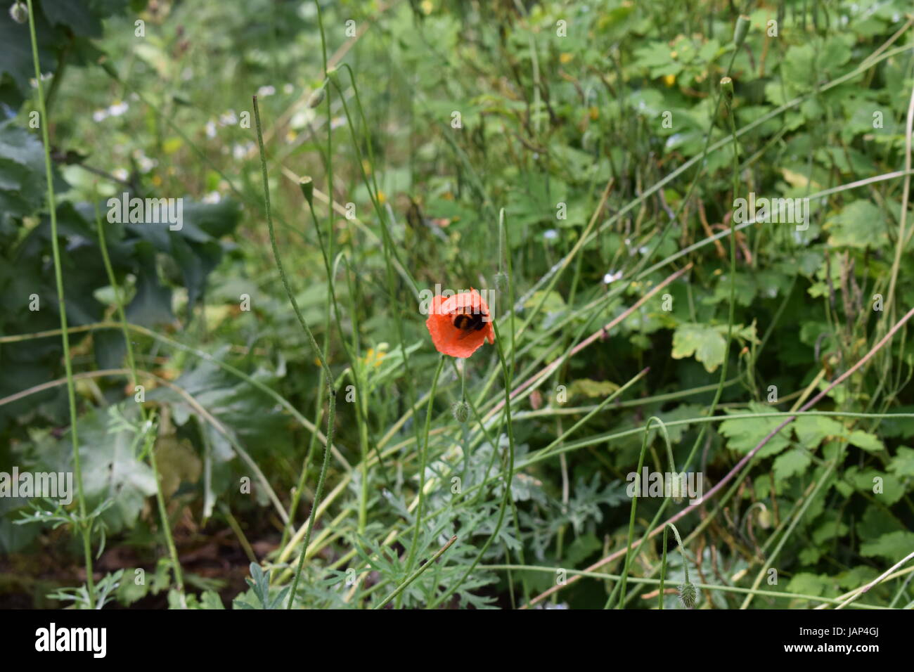Colliers Wood Tower High Resolution Stock Photography and Images - Alamy