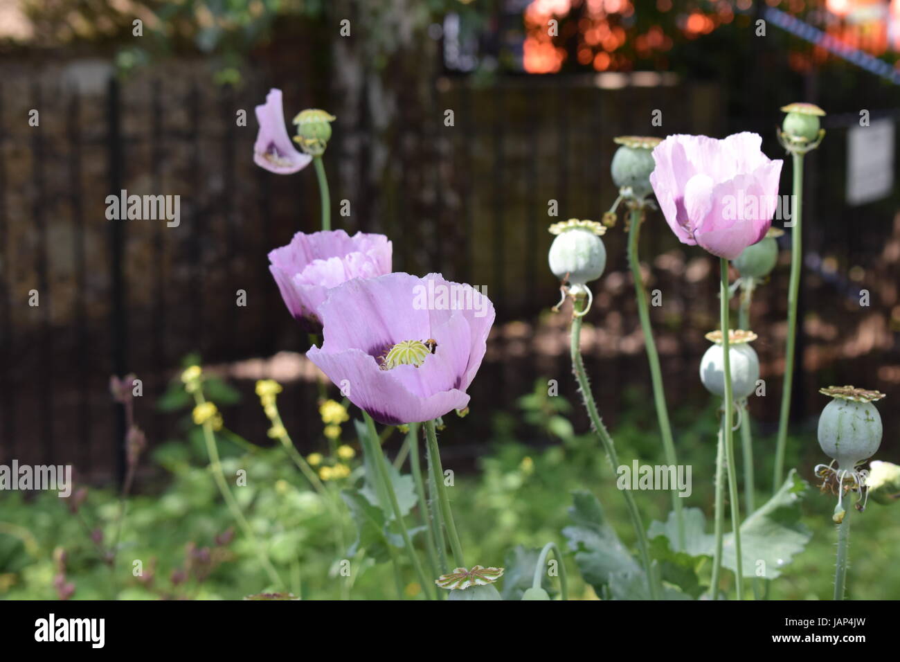 Colliers Wood Tower High Resolution Stock Photography and Images - Alamy