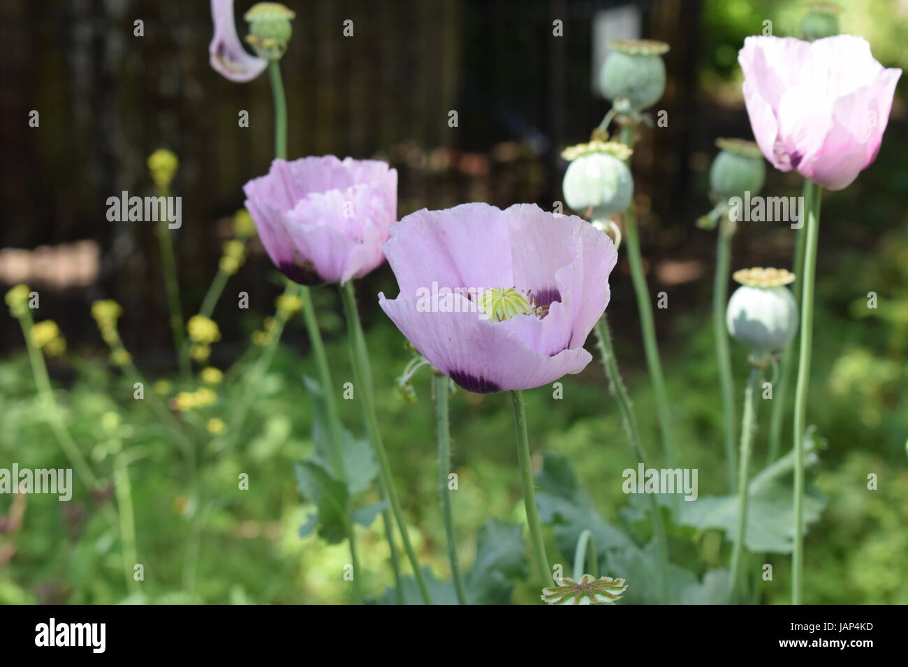 Colliers Wood Tower High Resolution Stock Photography and Images - Alamy