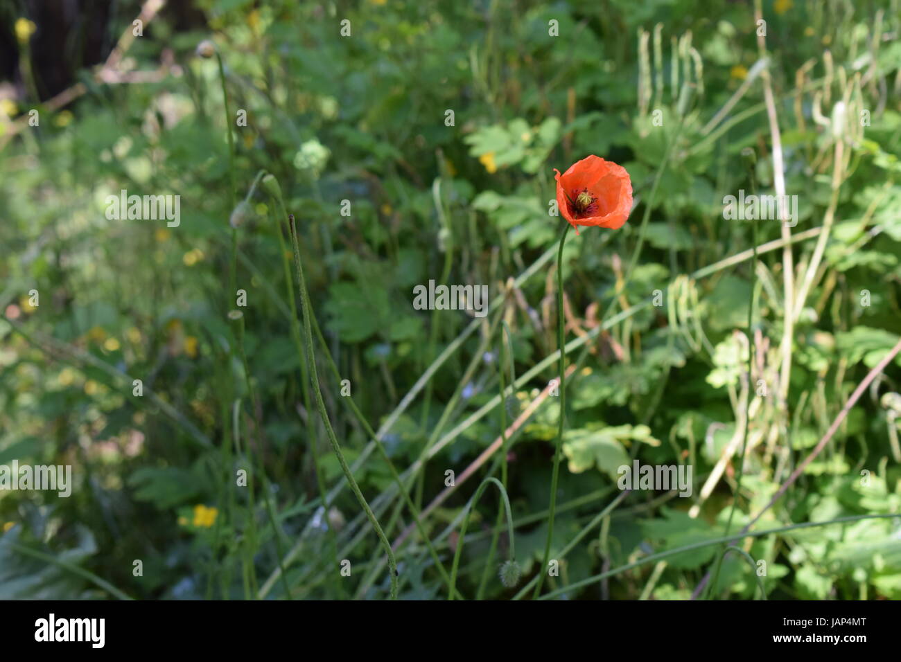 Colliers wood tower hi-res stock photography and images - Alamy