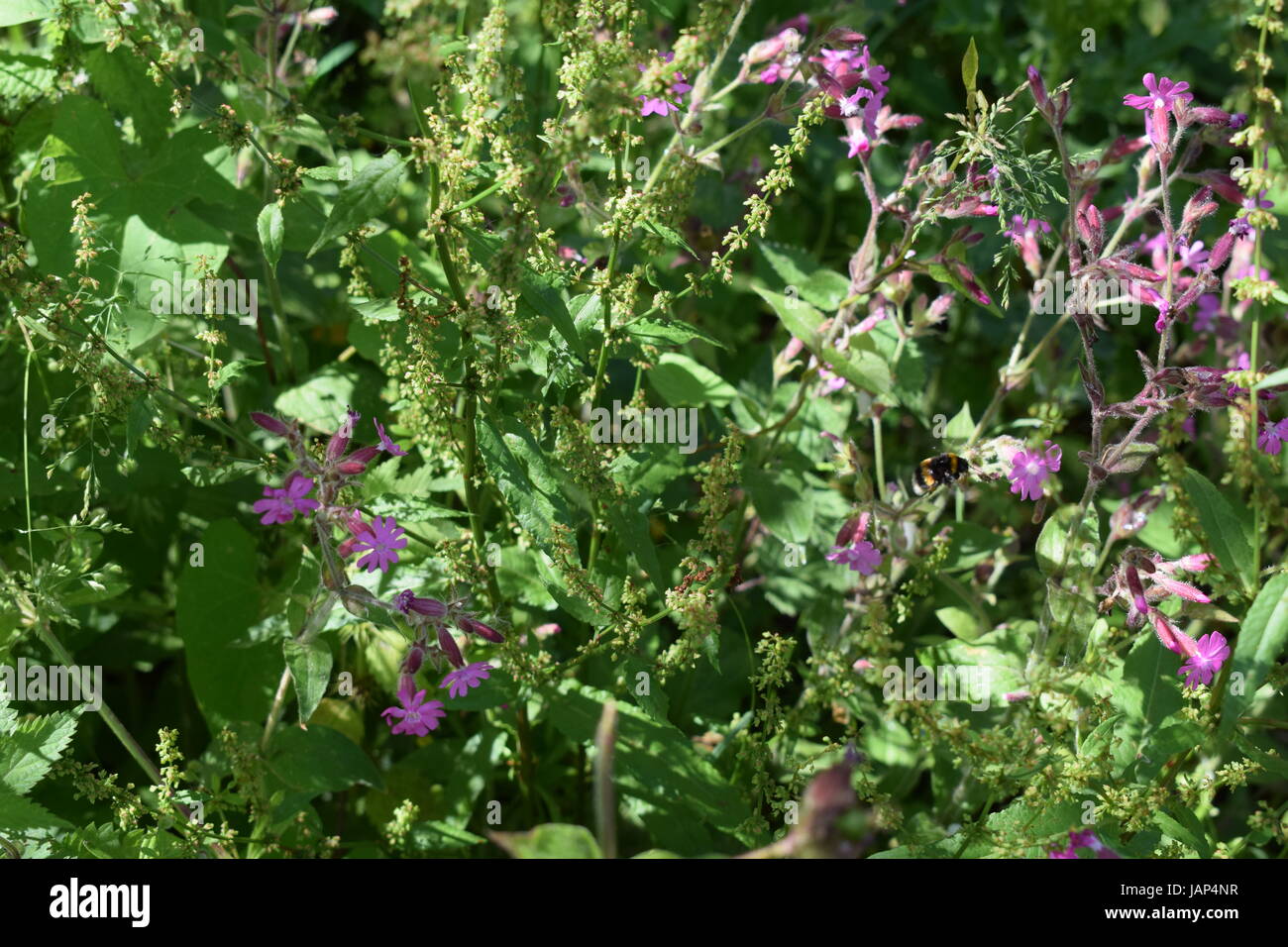 Colliers Wood Tower High Resolution Stock Photography and Images - Alamy