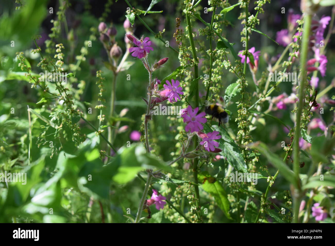 Colliers wood tower hi-res stock photography and images - Alamy