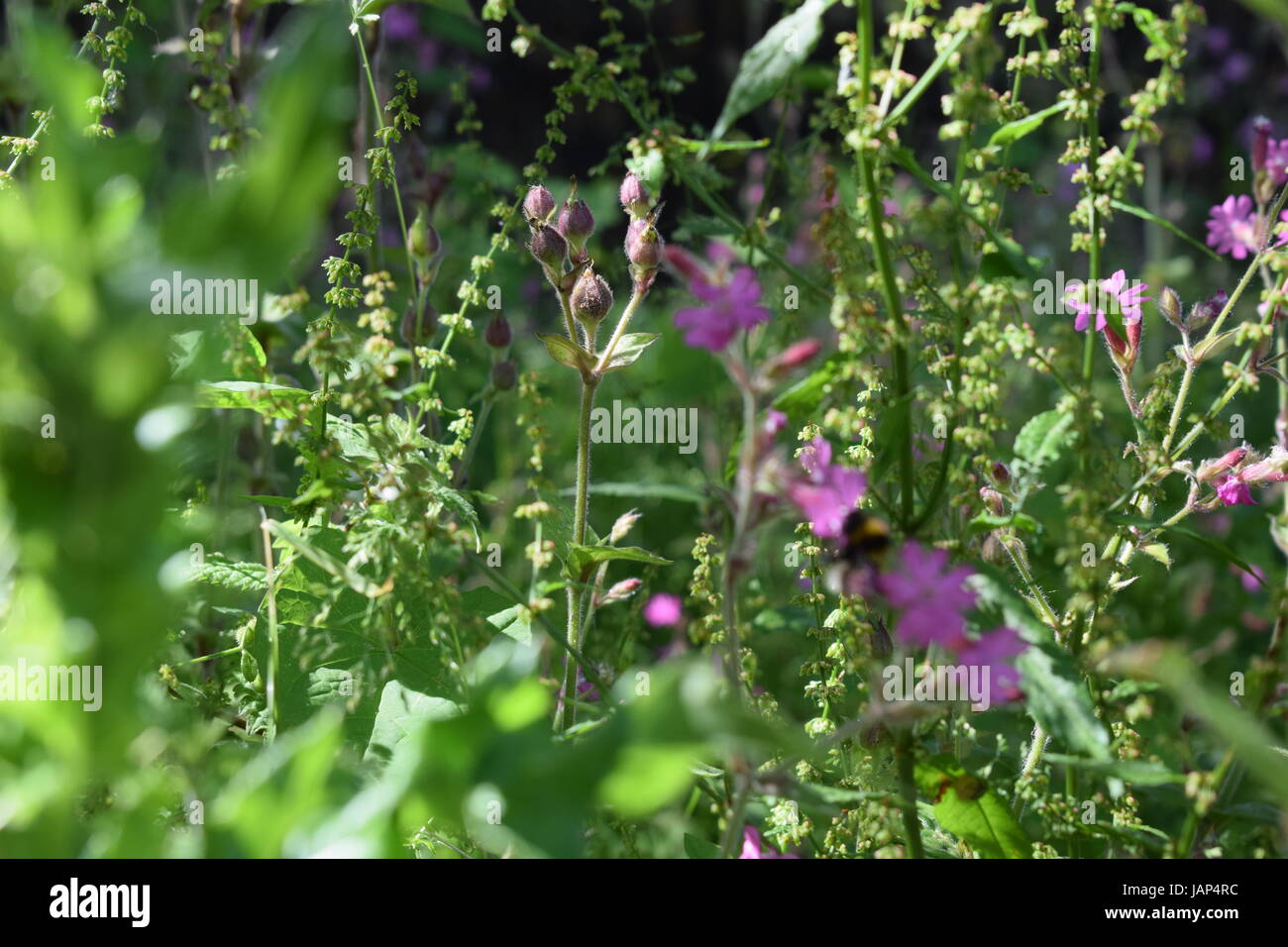 Colliers Wood Tower High Resolution Stock Photography and Images - Alamy