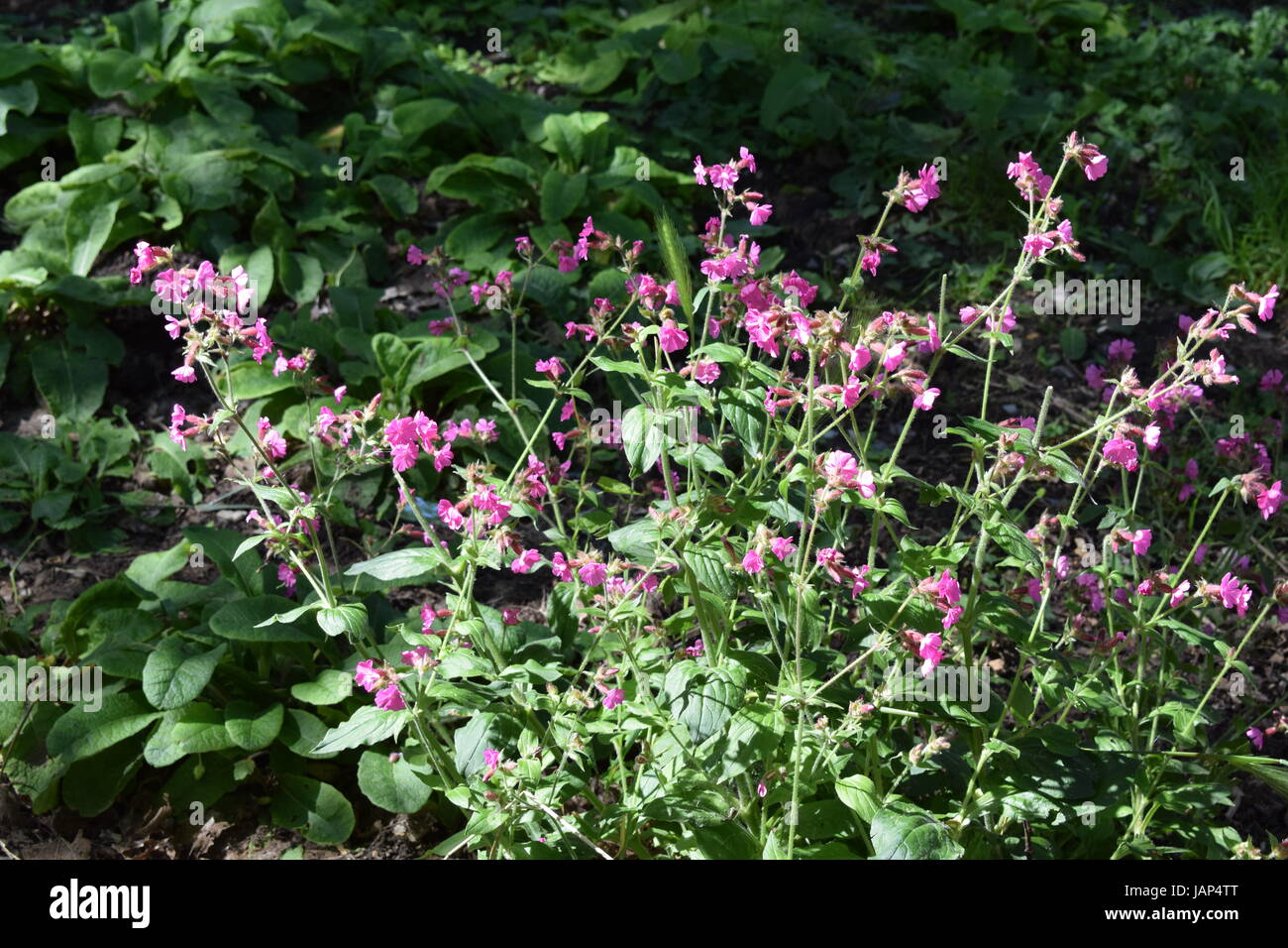 Colliers Wood "016 Stock Photo - Alamy
