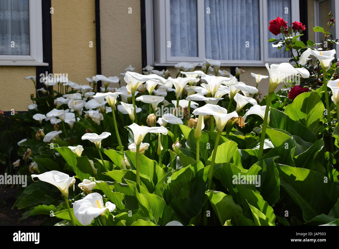 Colliers wood sign hi-res stock photography and images - Alamy