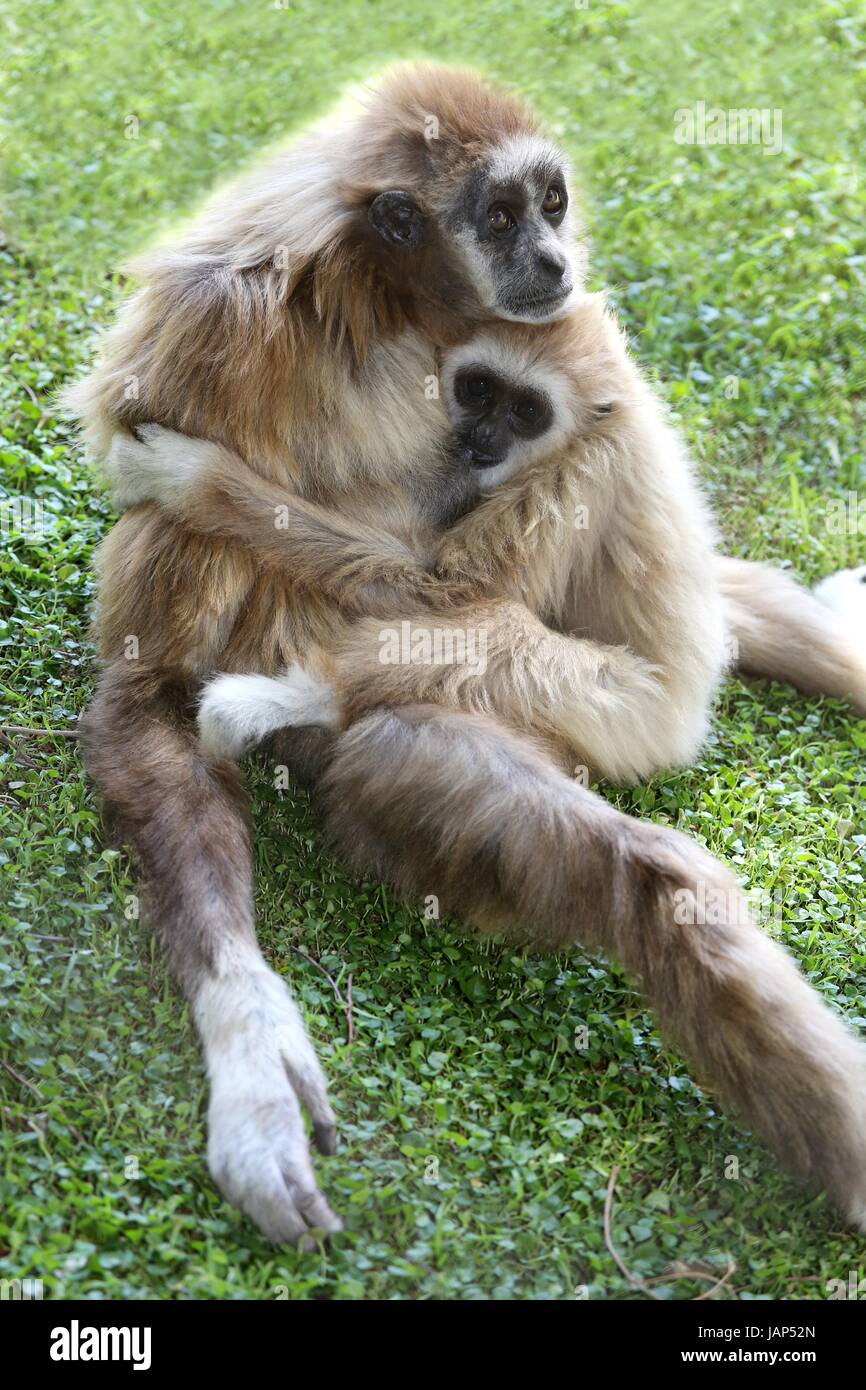 White handed Gibbon mother ape with it's young offspring Stock Photo ...