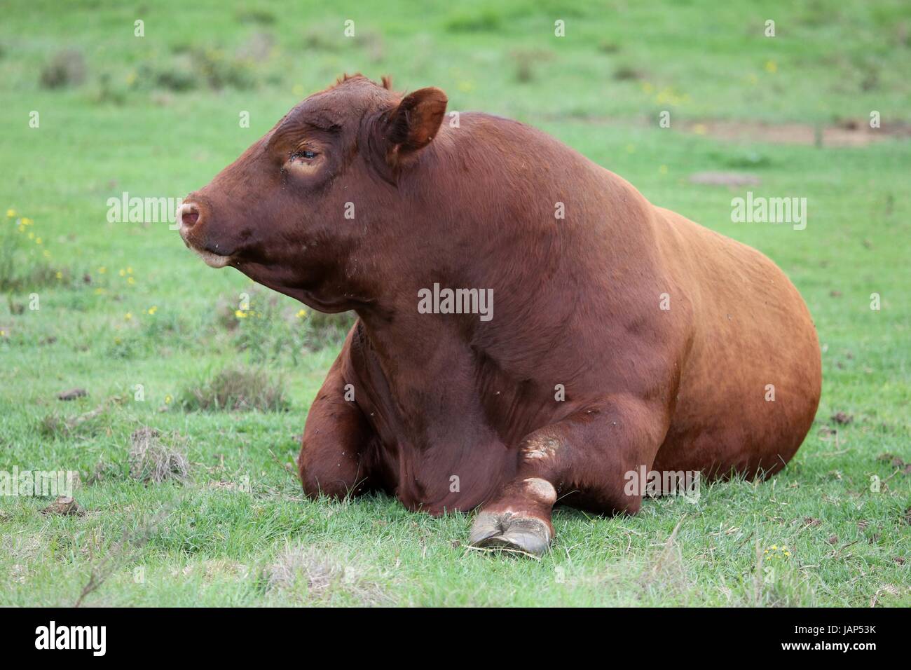 Large Brangus cattle resting on the ground and chewing the cud Stock ...