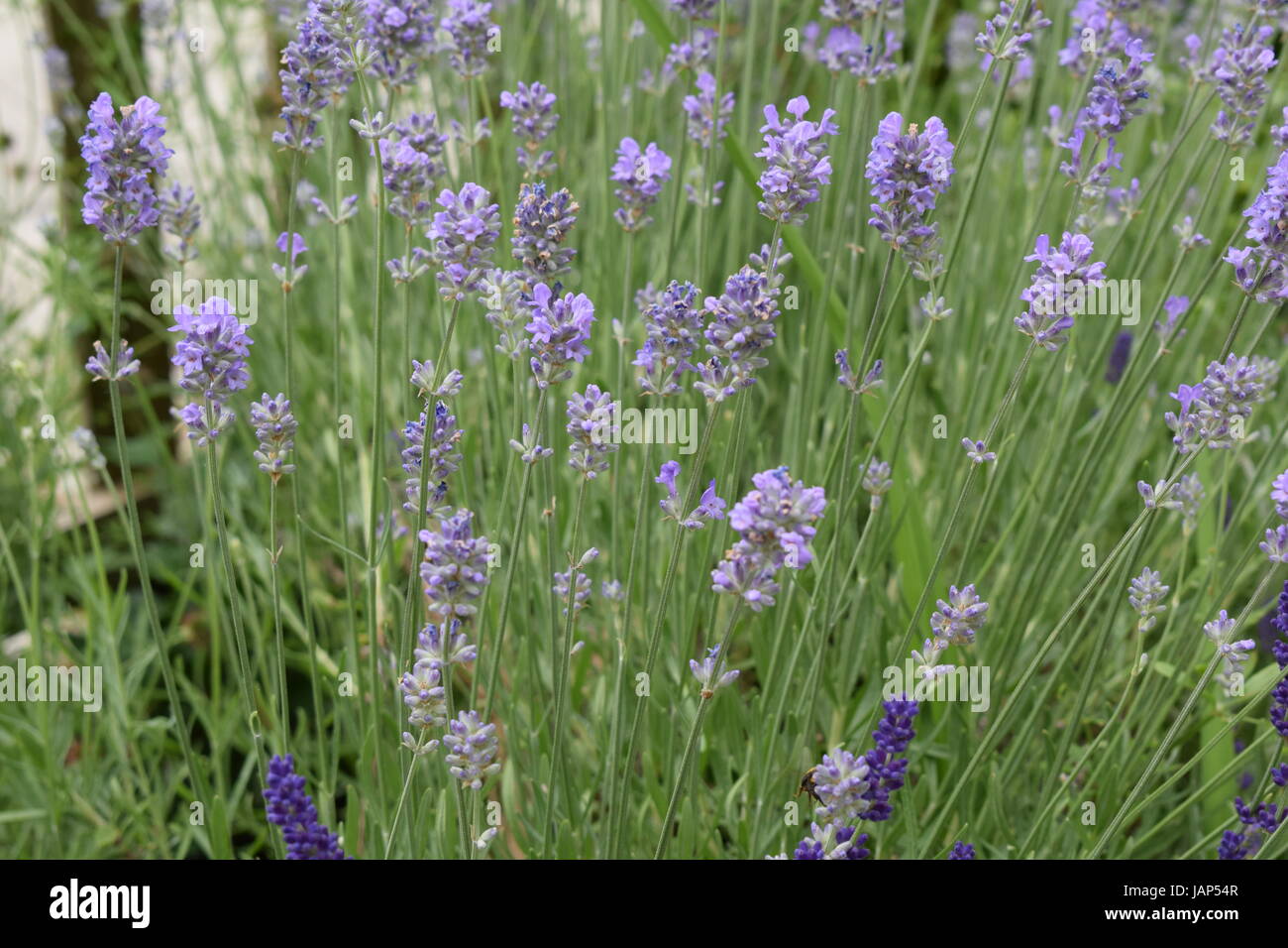 Colliers Wood Tower High Resolution Stock Photography and Images - Alamy
