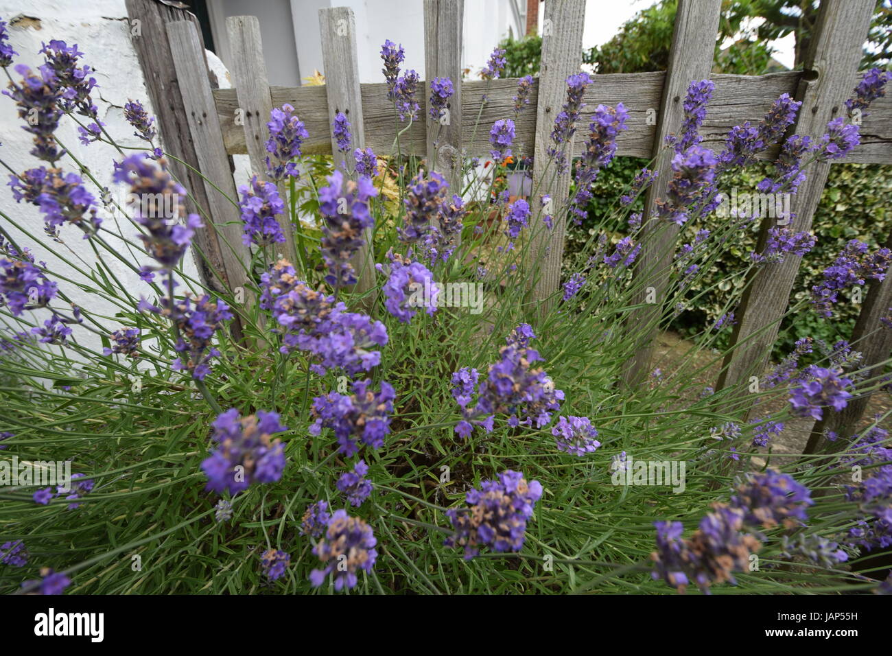 Colliers Wood Tower High Resolution Stock Photography and Images - Alamy