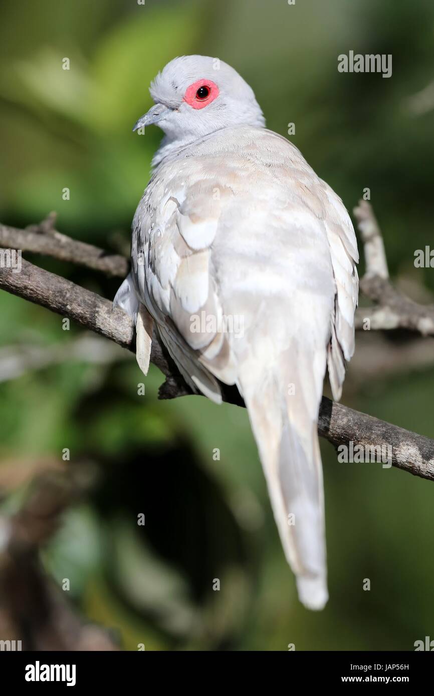Fawn mutation of a Diamond Dove perched in a tree Stock Photo - Alamy