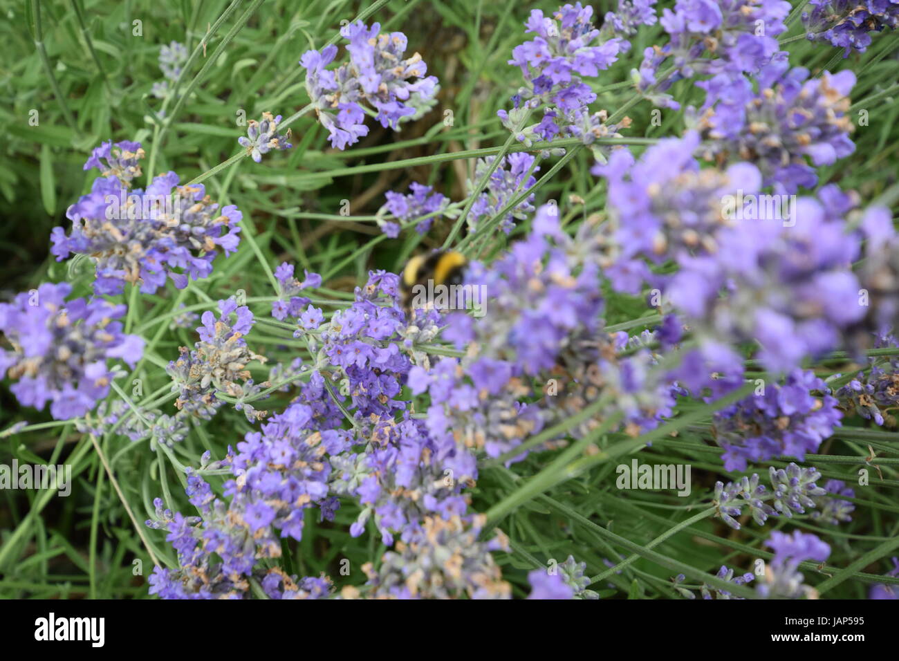 Colliers Wood Tower High Resolution Stock Photography and Images - Alamy