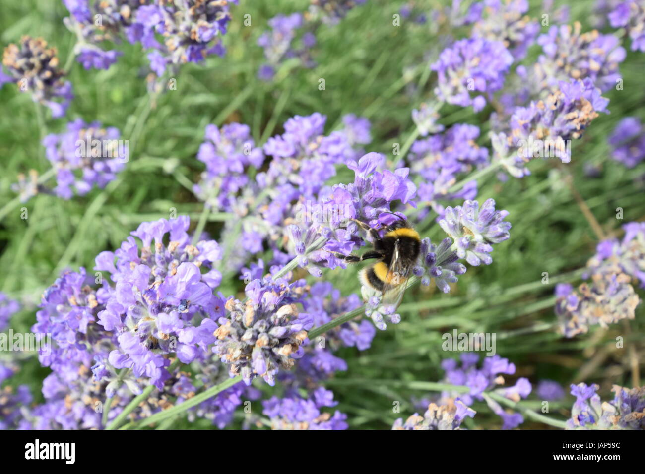 Colliers Wood Tower High Resolution Stock Photography and Images - Alamy