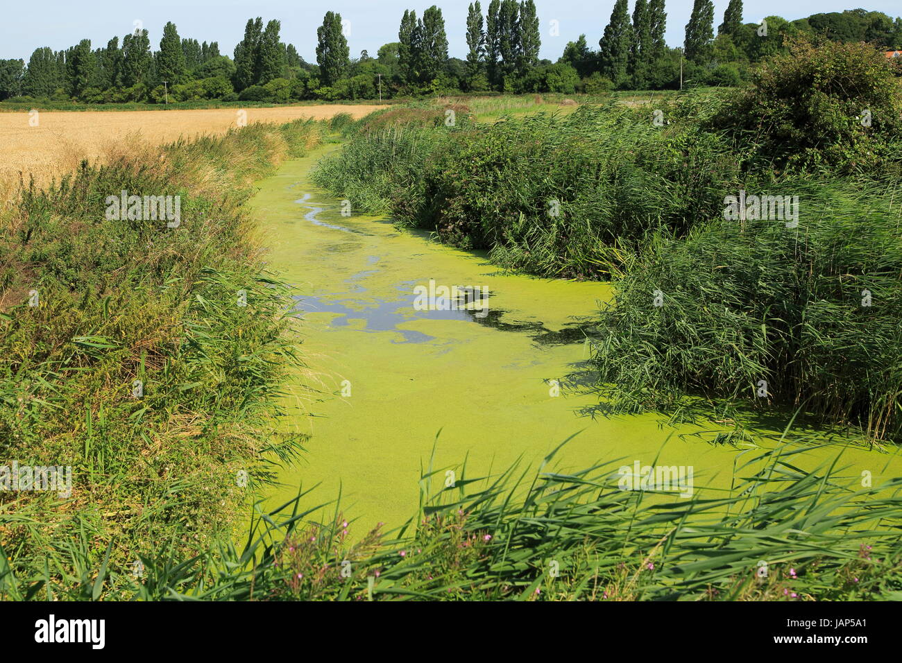 Drainage ditch pollution hi-res stock photography and images - Alamy