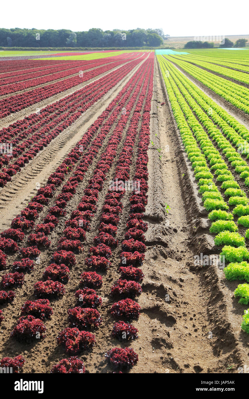 Rows of lettuce crops growing in sandy soil at Alderton, Suffolk ...
