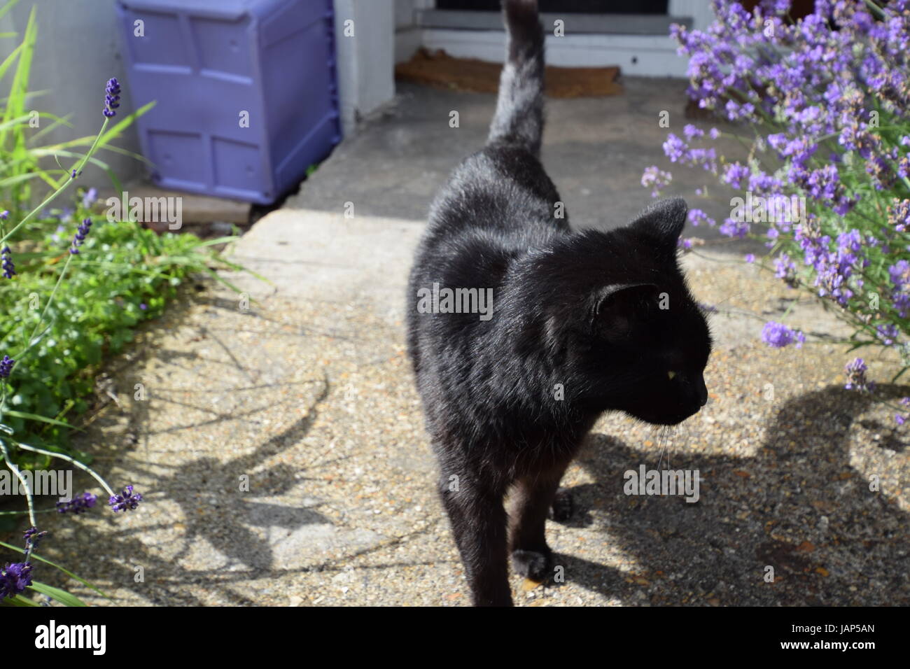 Colliers Wood Tower High Resolution Stock Photography and Images - Alamy